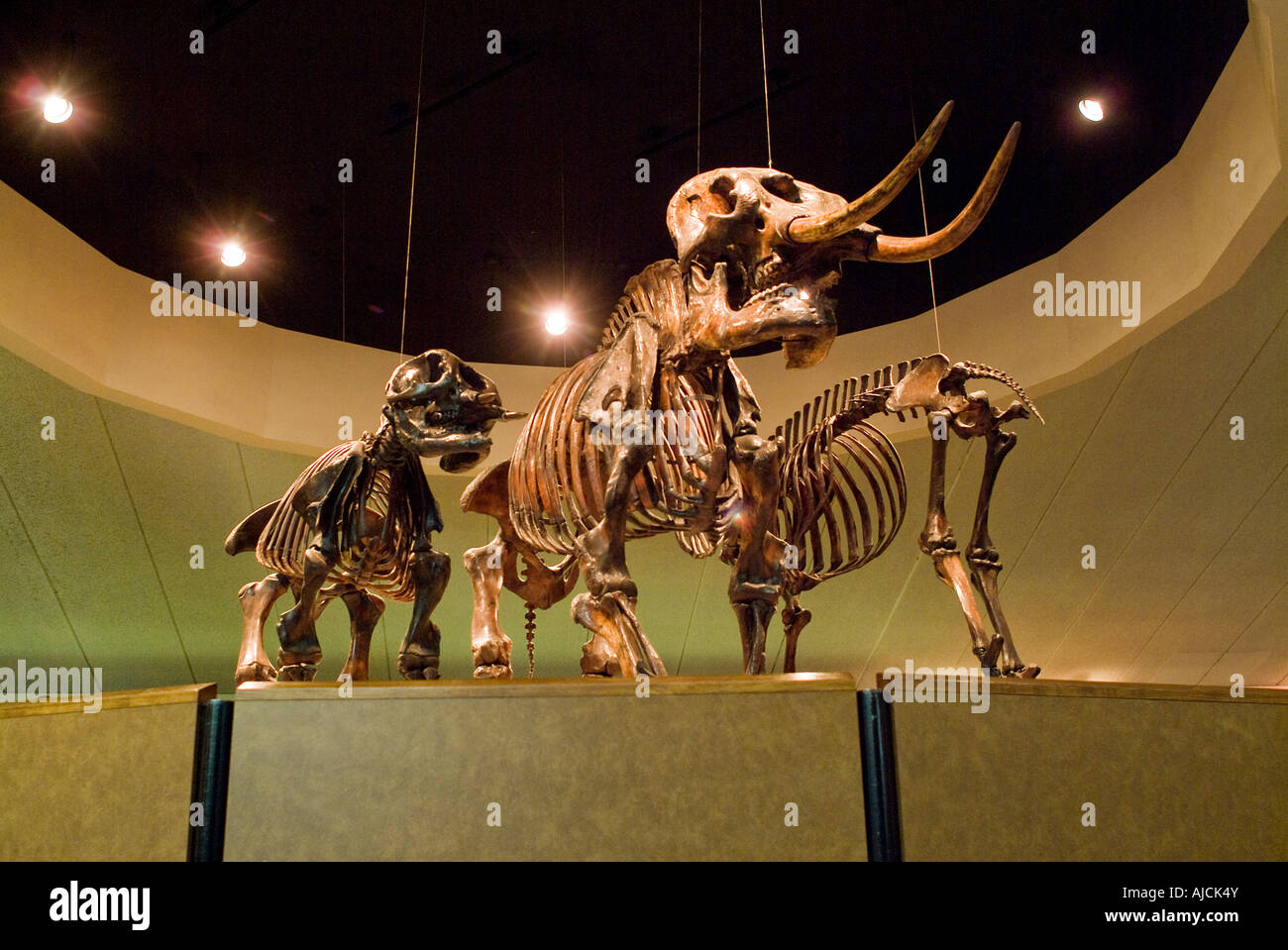 Interior display of George C Page Natural History Discovery Museum at ...
