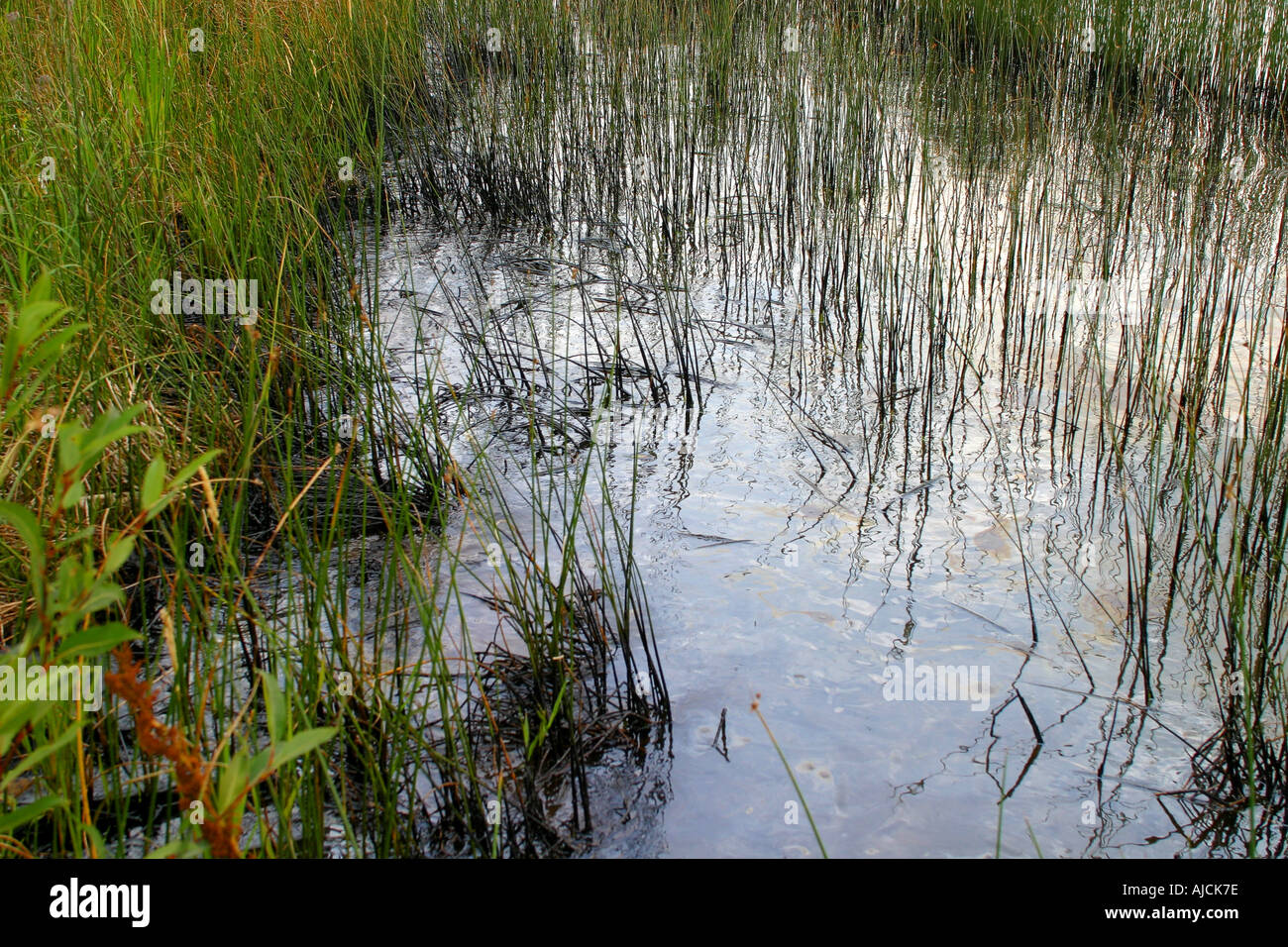 Oil spill - environmental disaster Stock Photo - Alamy