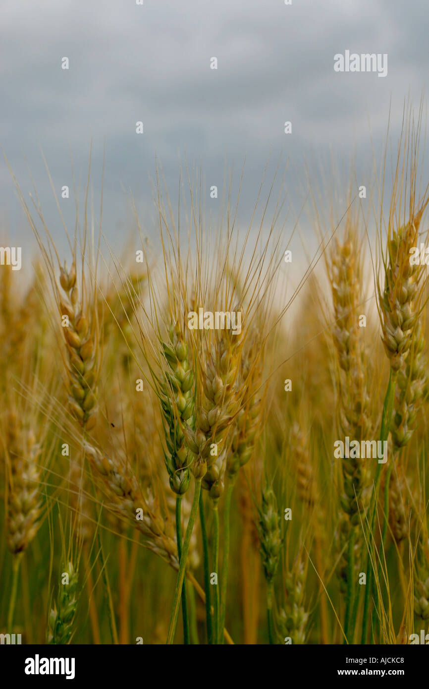 AGRICULTURE Wheat field in Prairies of Alberta, Canada, North America ...