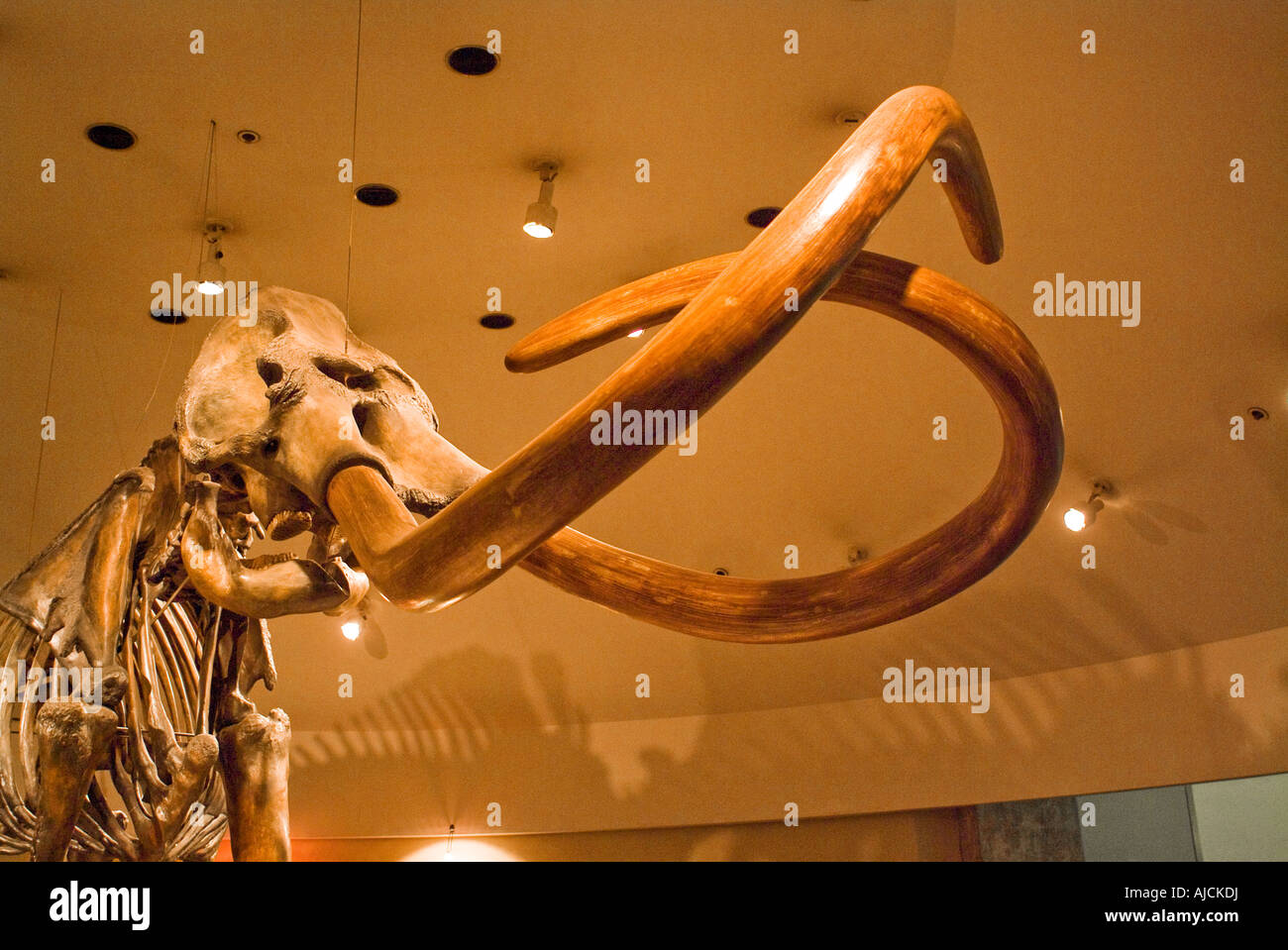 Interior display of George C Page Natural History Discovery Museum at ...