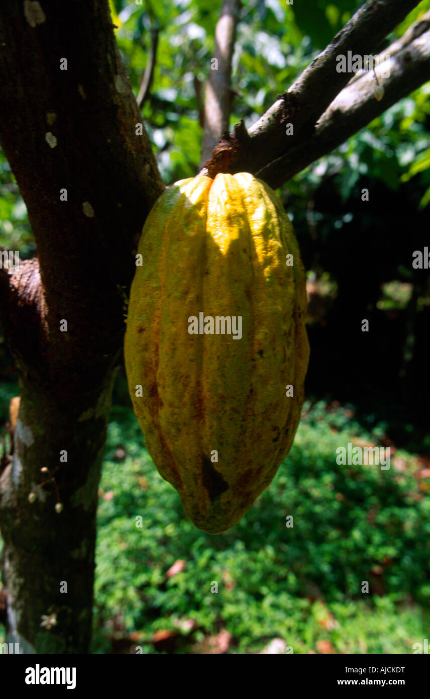 Tobago Trinidad Cocoa Pod Stock Photo - Alamy