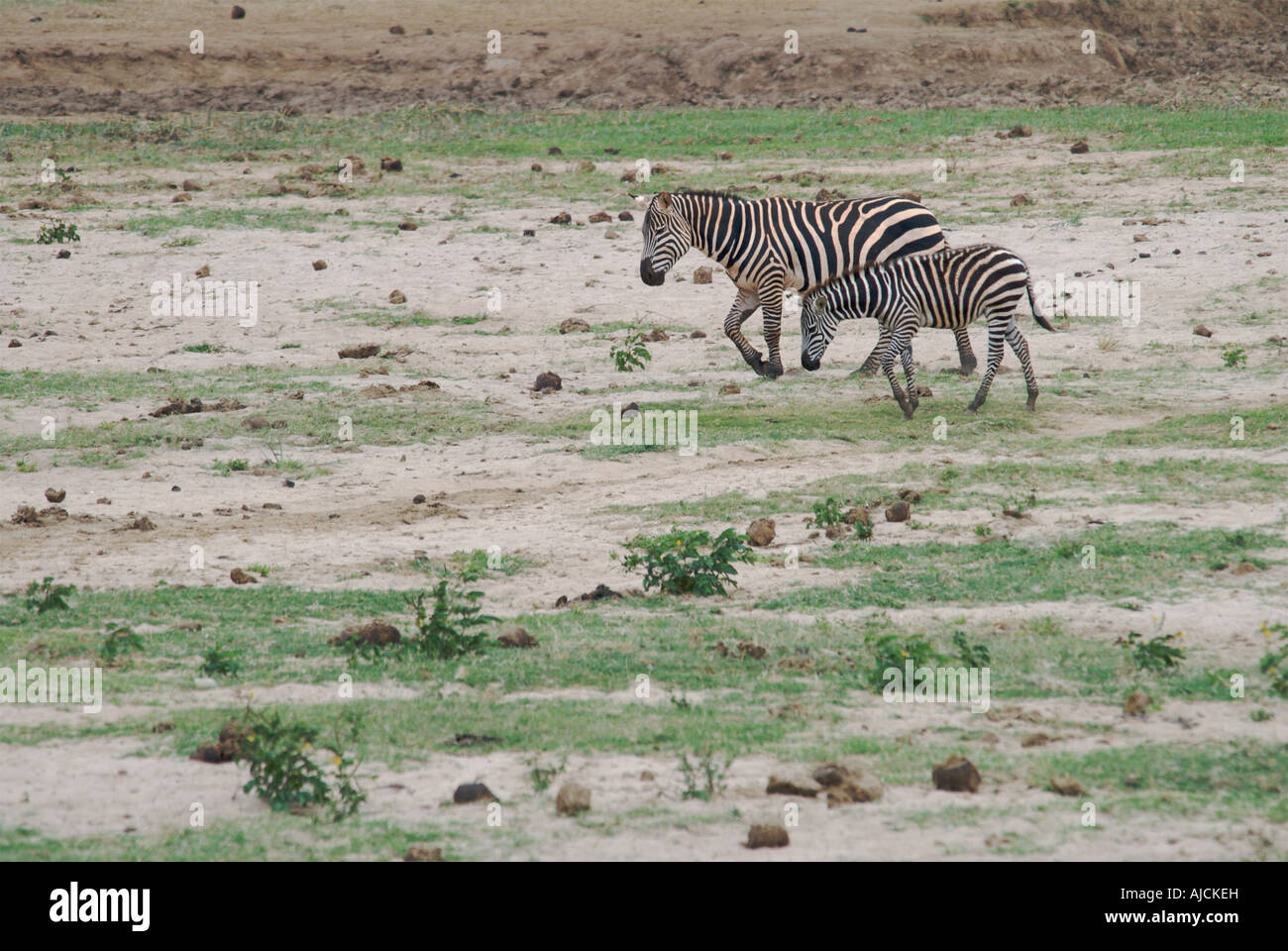 Zebrer hi-res stock photography and images - Alamy