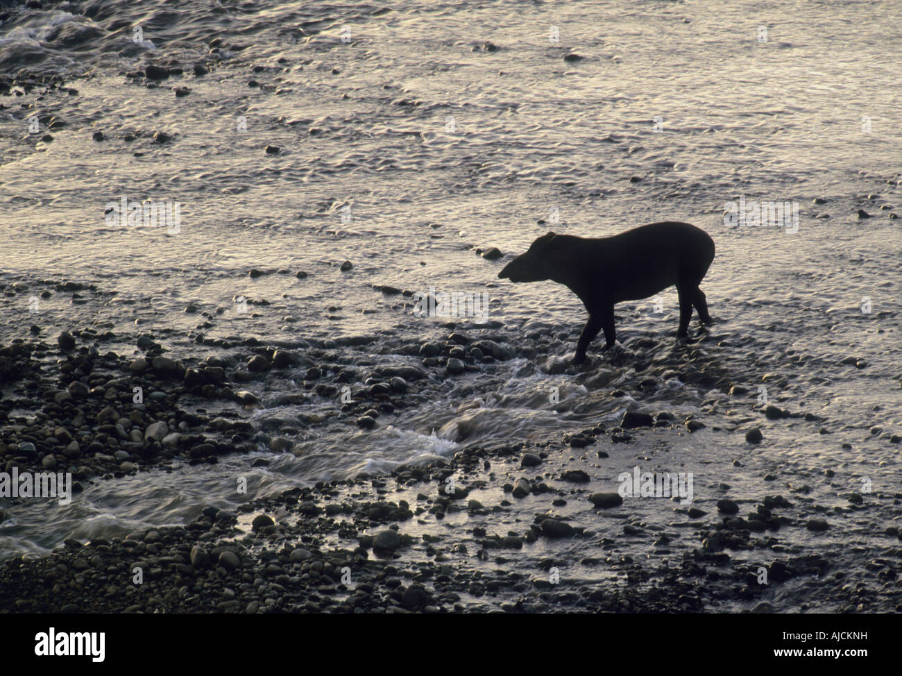 Brazilian Tapir (Tapirus terrestris) crossing Tambopata River ...