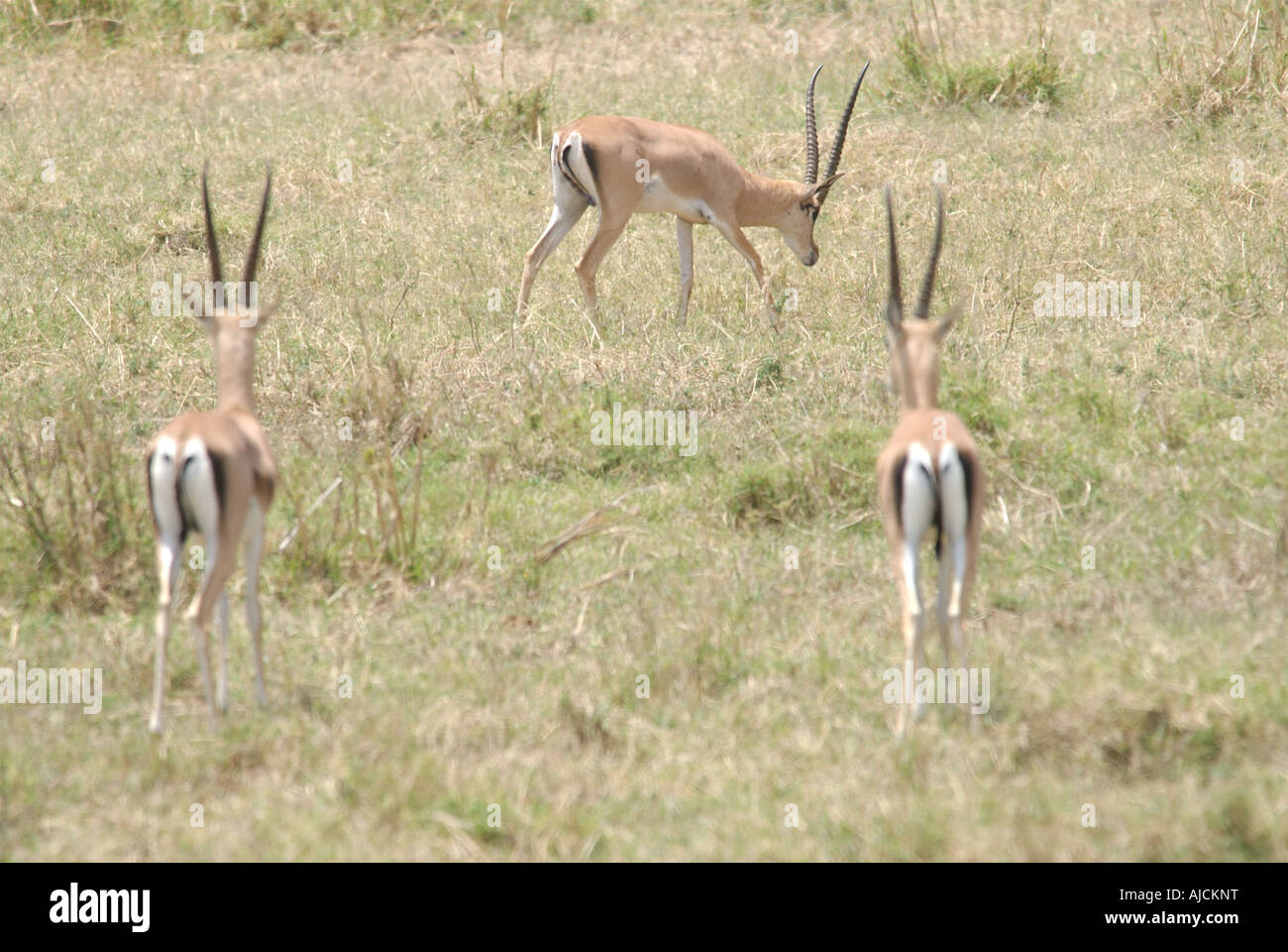 Antelope watching and waiting Stock Photo - Alamy