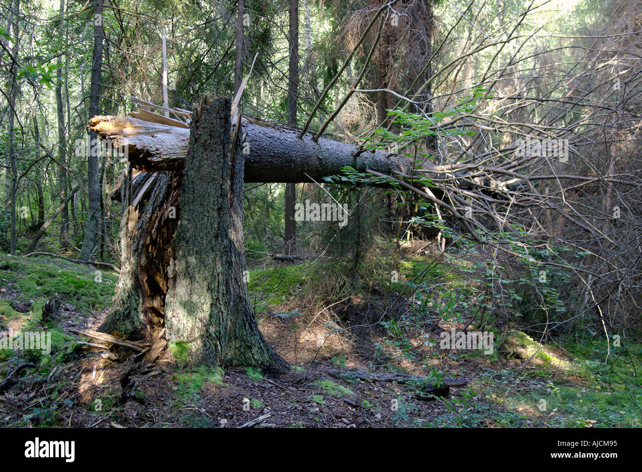 Broken spruces hi-res stock photography and images - Alamy