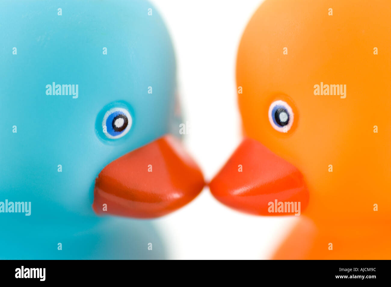 Ducks kissing england hi-res stock photography and images - Alamy