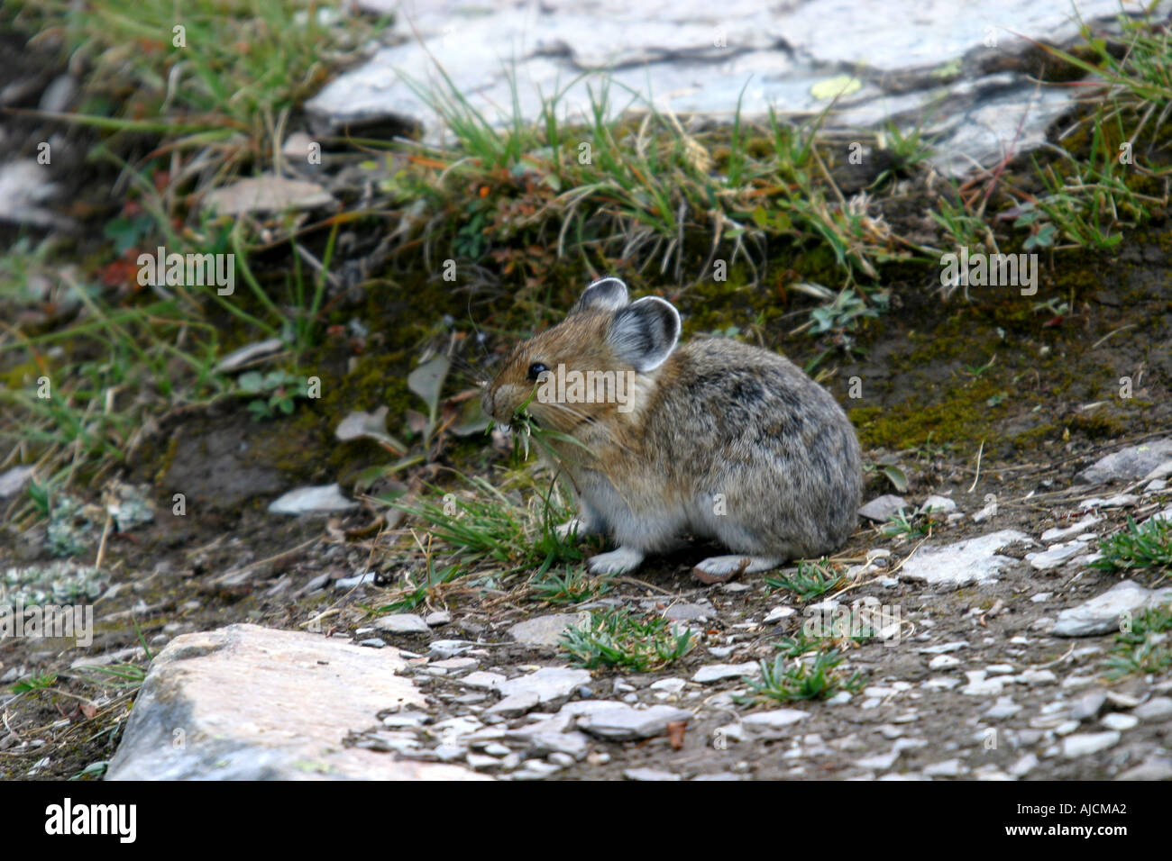 American pika running hi-res stock photography and images - Alamy