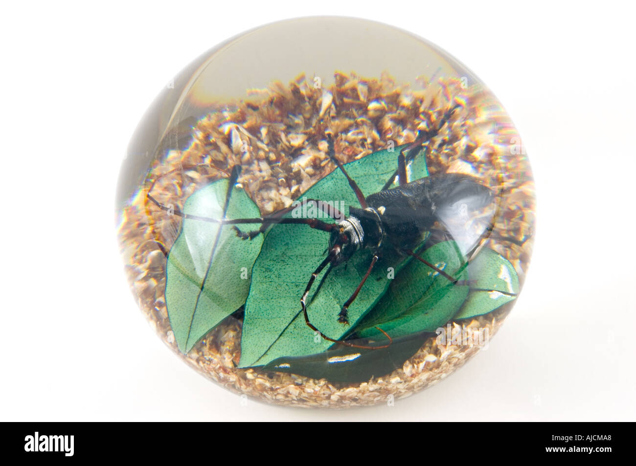 Insect trapped inside a glass paperweight against a white background ...