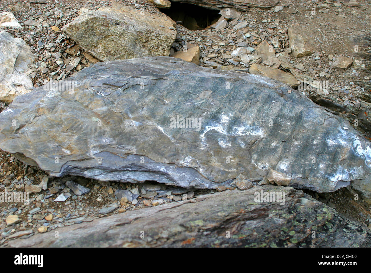 fossil at Moraine Lake, Banff National Park, Alberta ,Canada Stock ...