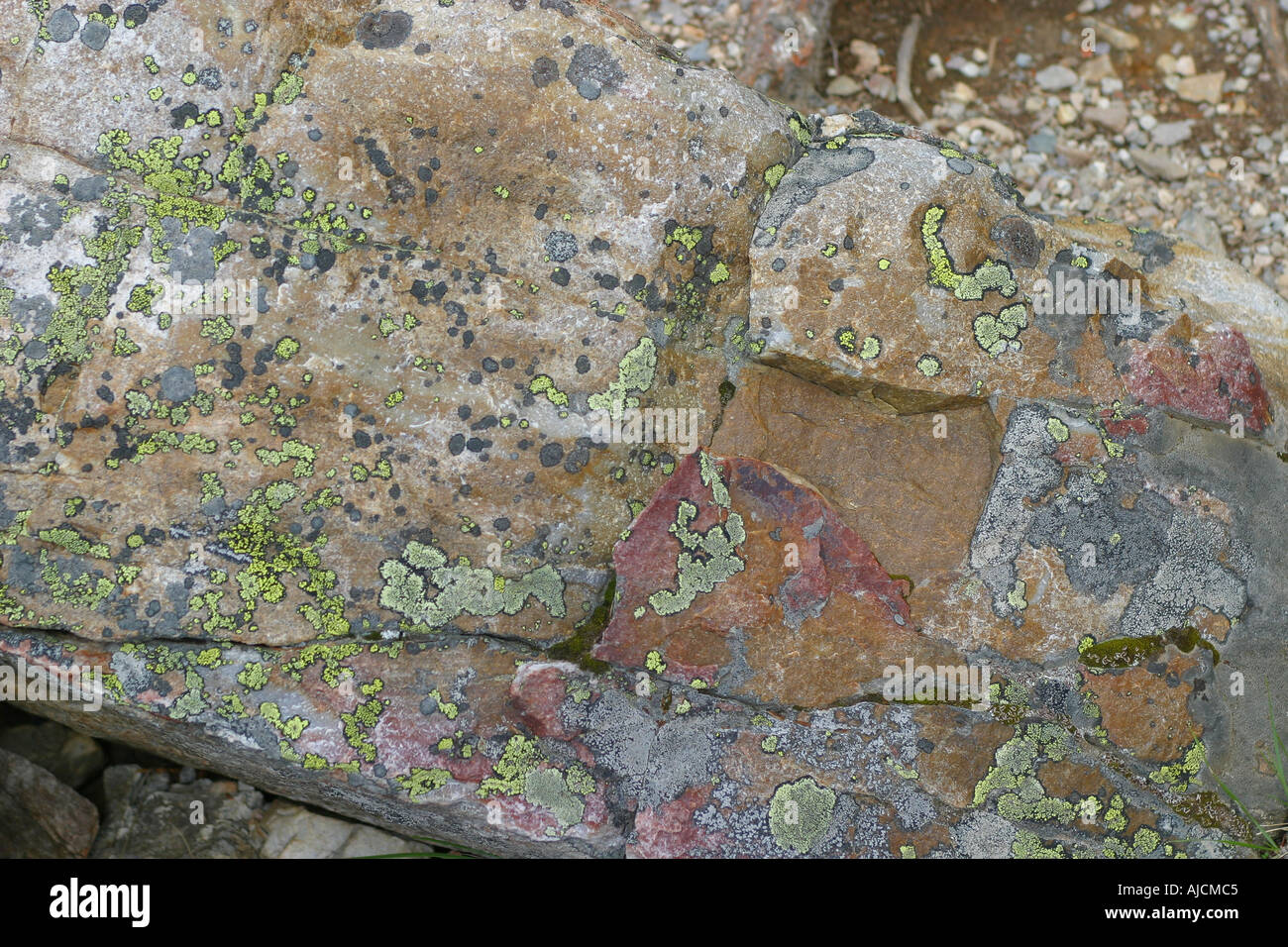 Circular lichens hi-res stock photography and images - Alamy Circular lichens hi-res stock photography and images - Alamy