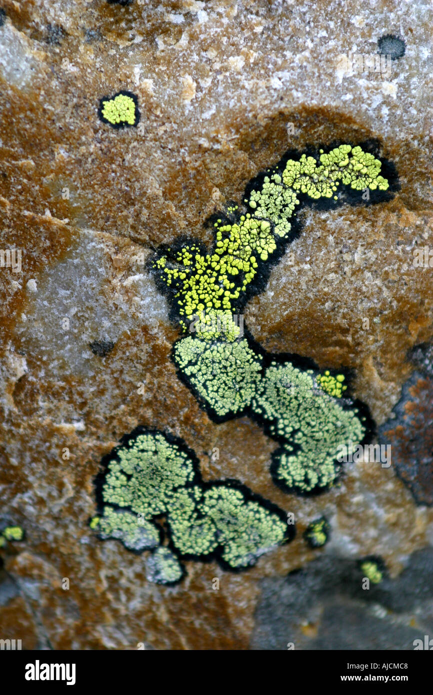 Circular lichens hi-res stock photography and images - Alamy