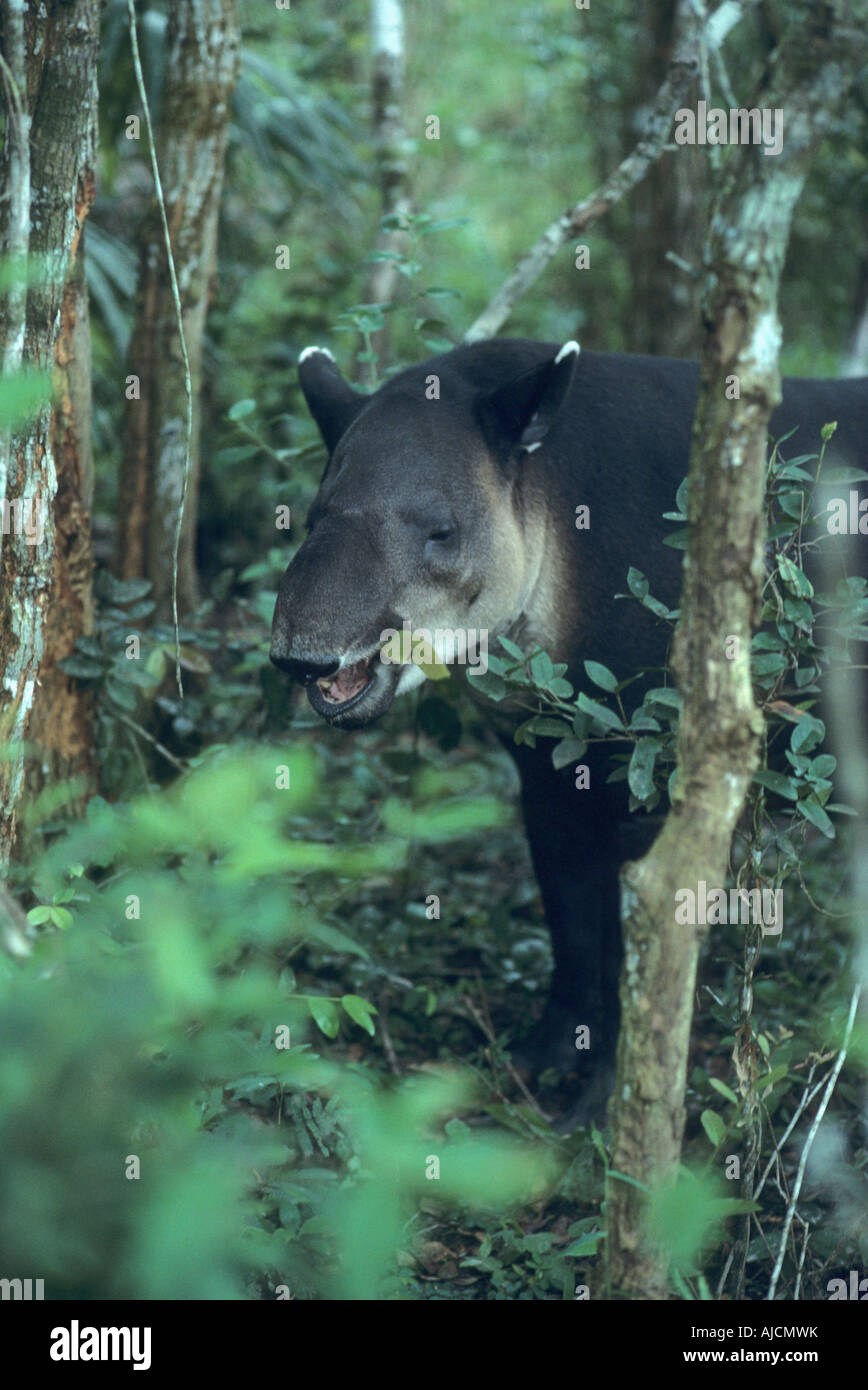 Baird's Tapir (Tapirus bairdii) Feeding in rainforest Belize CAPTIVE ...