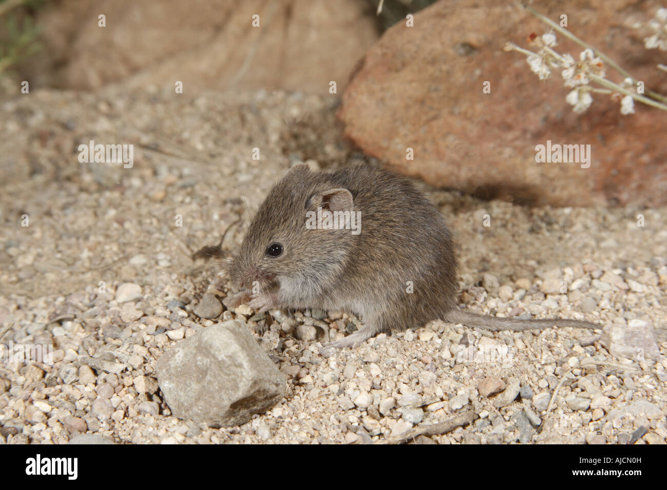 Baiomys taylori hi-res stock photography and images - Alamy