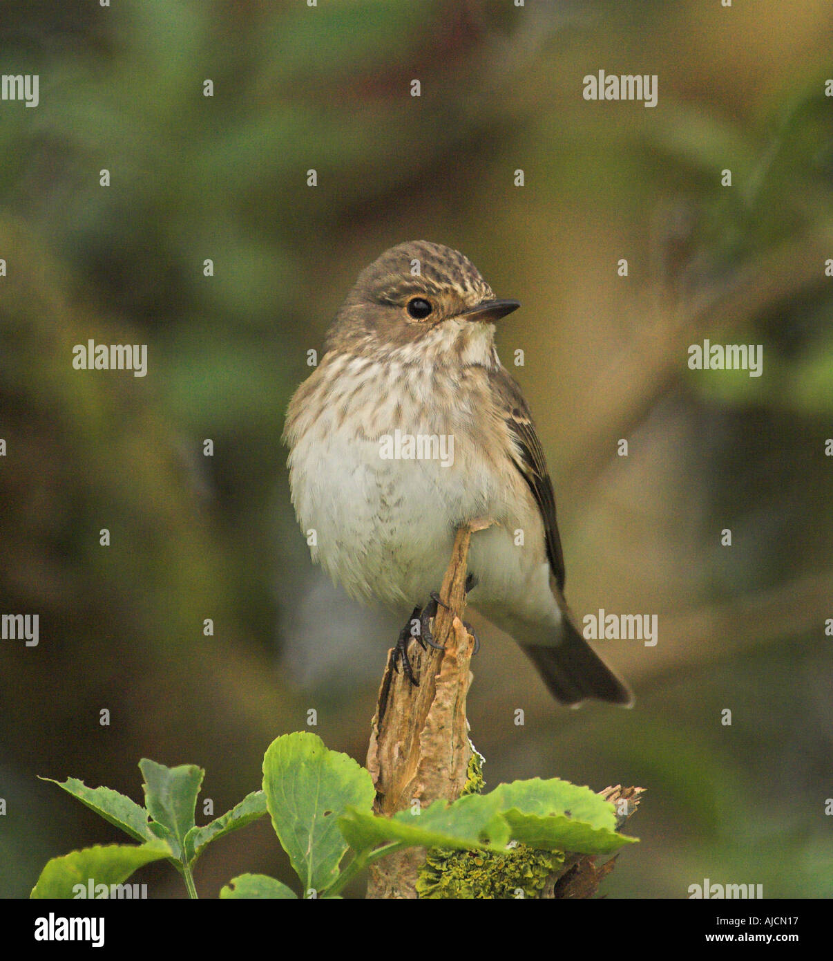 Spotted Flycatcher (Muscicapa striata Stock Photo - Alamy