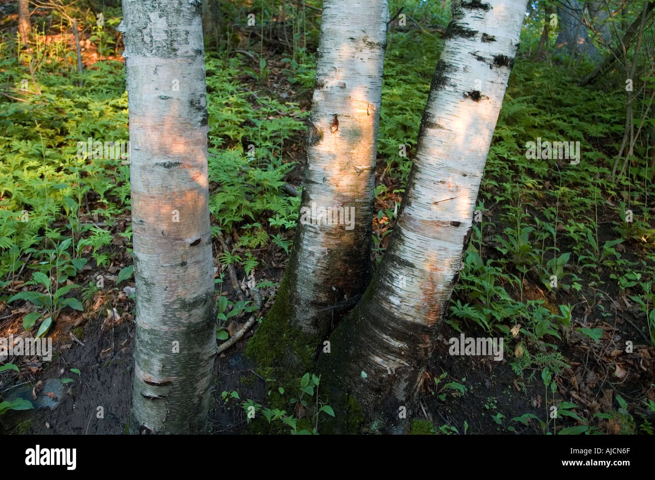 three birch trees at sunset Jacques Cartier river Donnacona Quebec ...