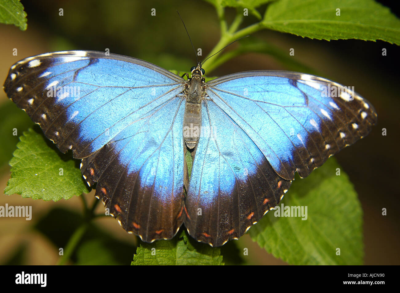 Zeon hi-res stock photography and images - Alamy