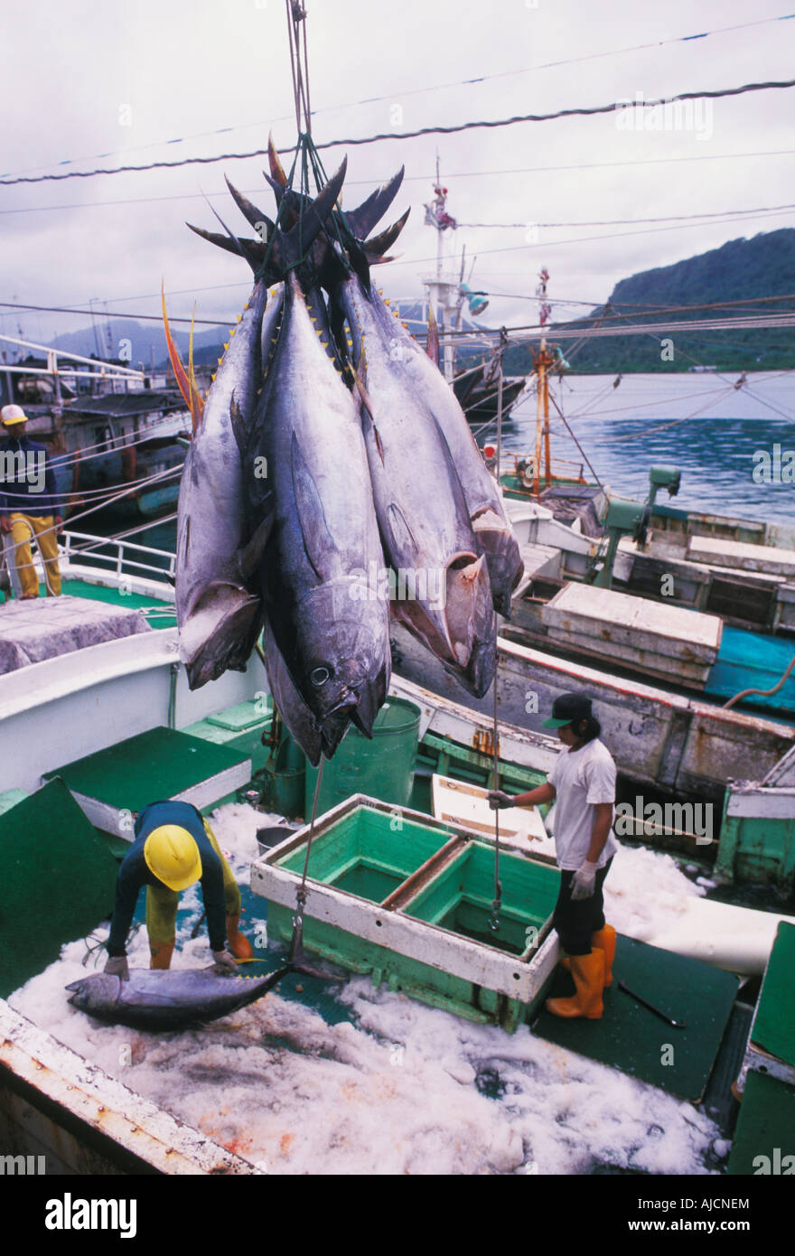 Boat Tuna Fishing Pacific Ocean High Resolution Stock Photography and ...