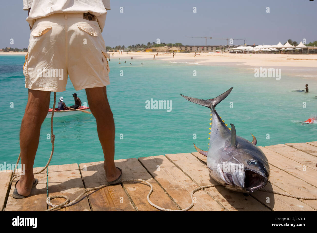 Tunny fish Santa Maria Sal island Cape Verde Stock Photo - Alamy