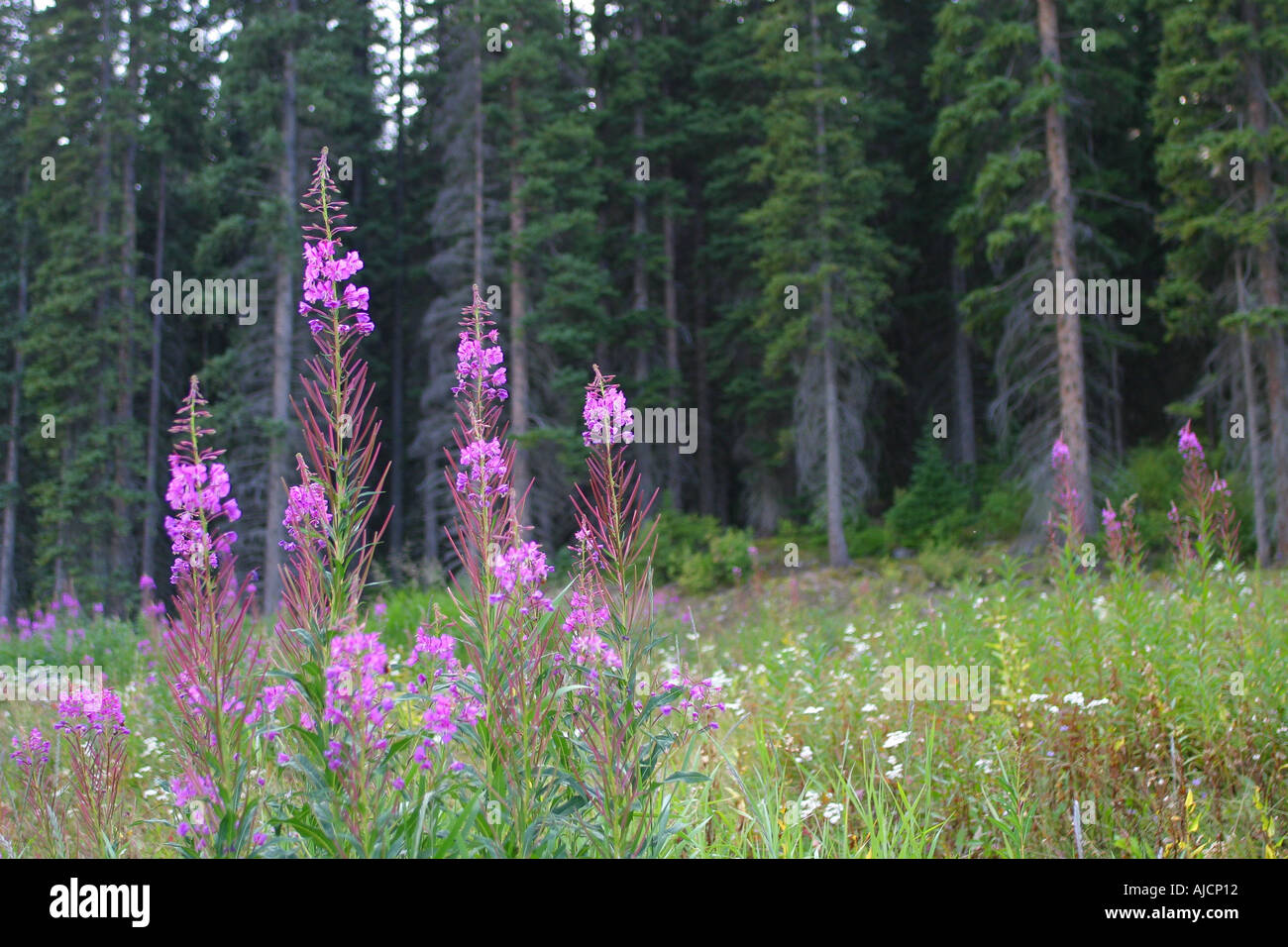 LANDSCAPE ; Banff National Park, Alberta, Canada Stock Photo - Alamy