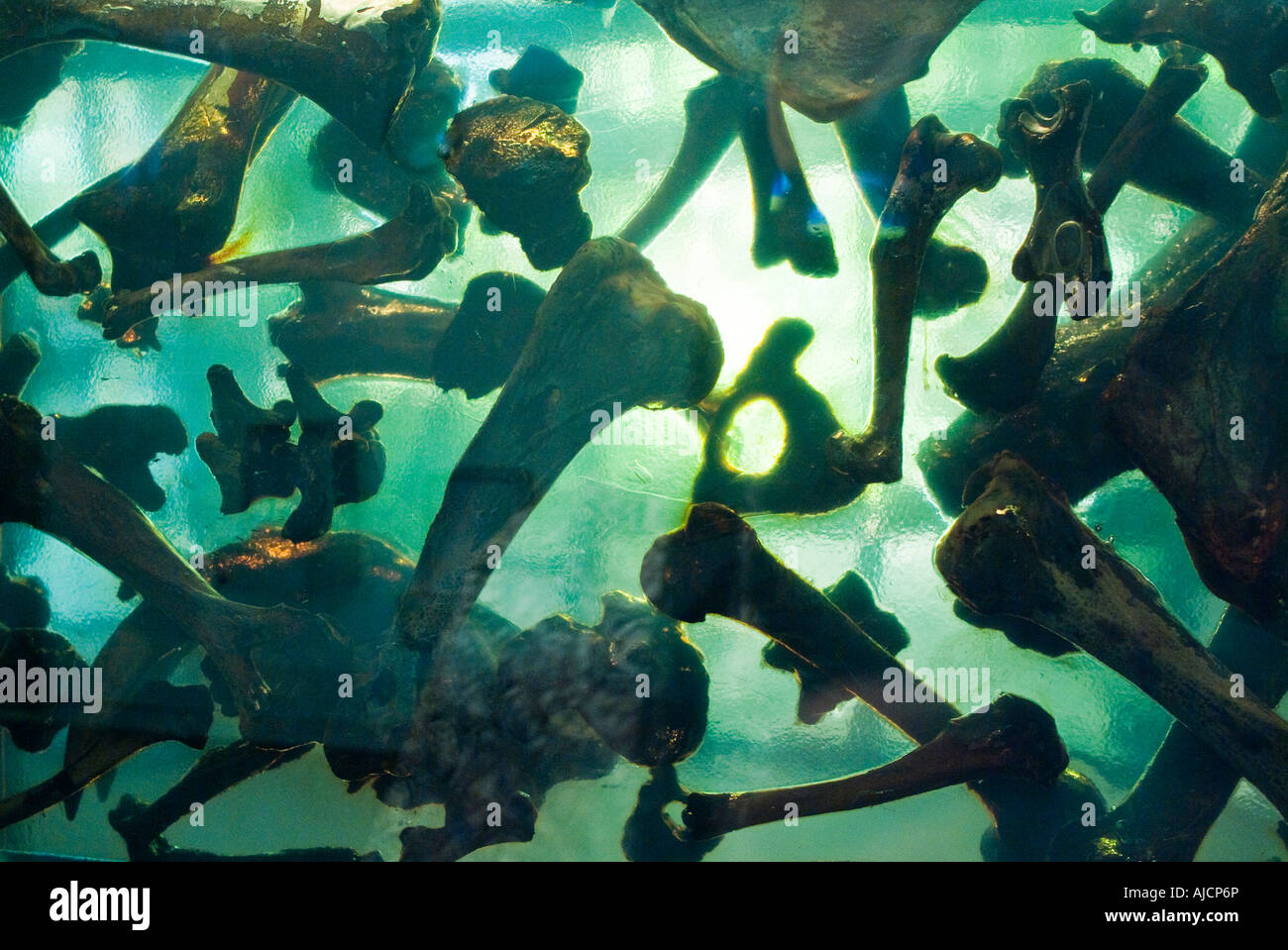 Interior display of George C Page Natural History Discovery Museum at ...