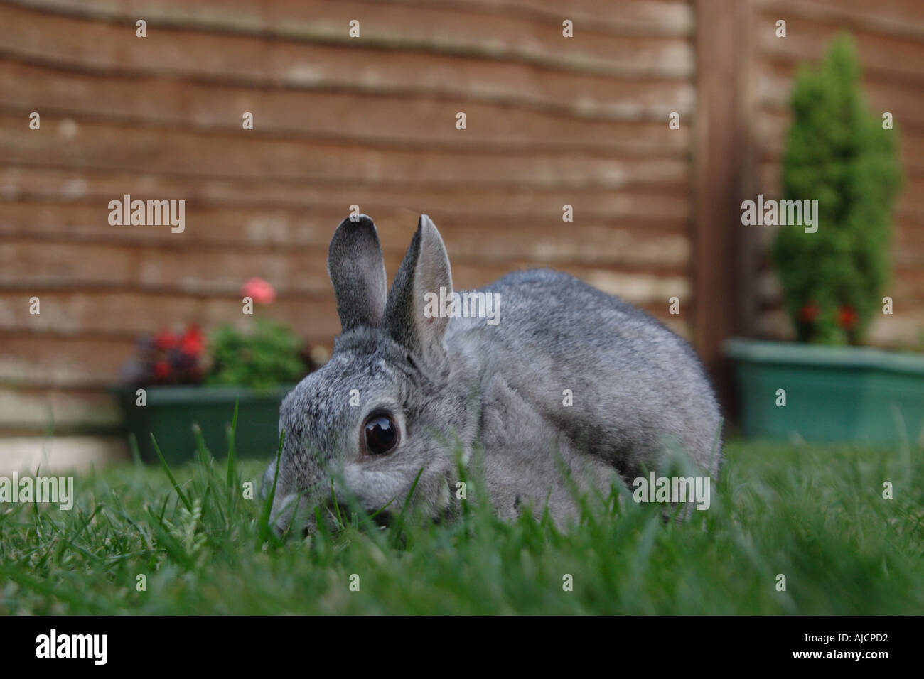 pet rabbit grazing Stock Photo - Alamy