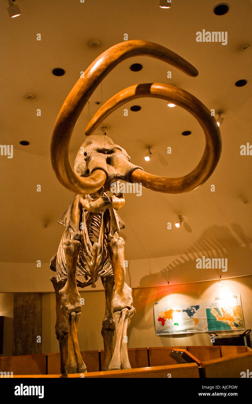 Interior display of George C Page Natural History Discovery Museum at ...