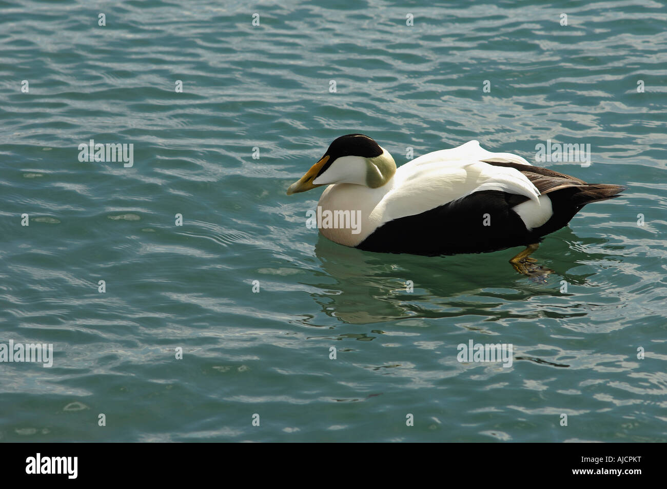 Semi close up of male eider duck in the harbour at Dalvik on ...