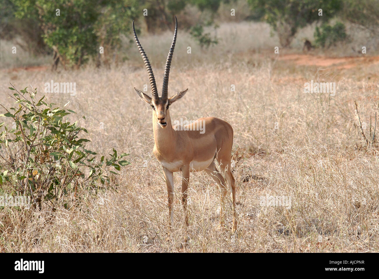 African antelope hi-res stock photography and images - Alamy