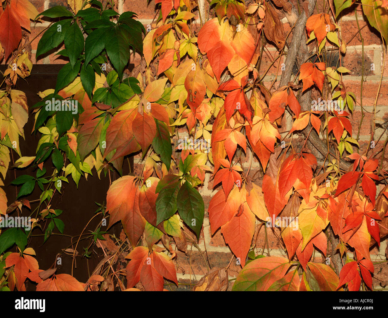 Virginia creeper hi-res stock photography and images - Alamy