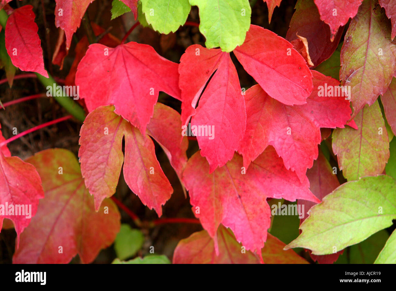 Virginia creeper showing off autumn hues Stock Photo - Alamy
