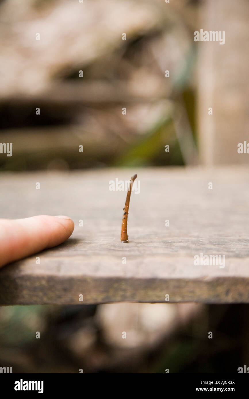 a leech on a jungle bench with a human finger to give scale at The ...