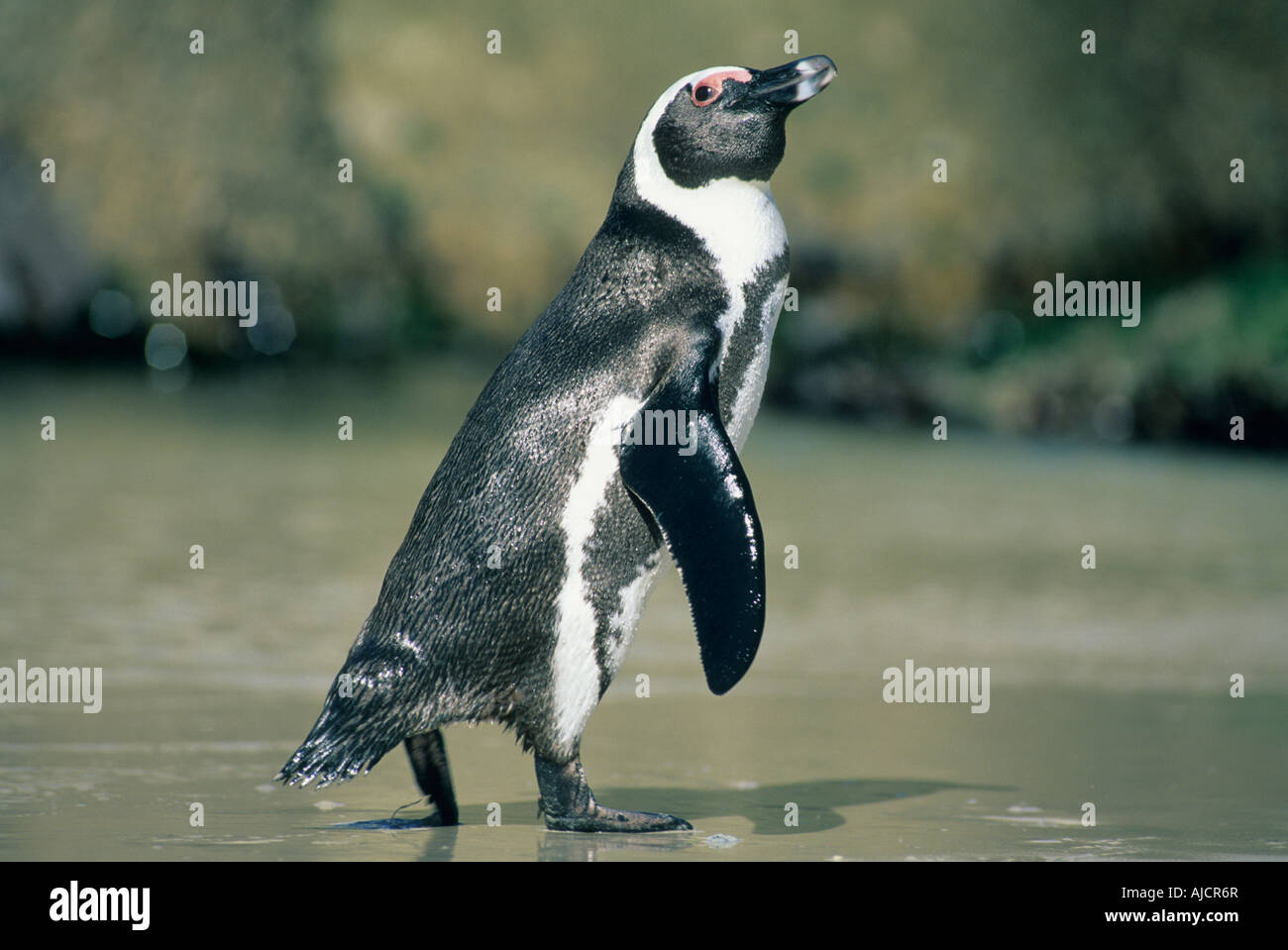Penguins stretching flippers hi-res stock photography and images - Alamy