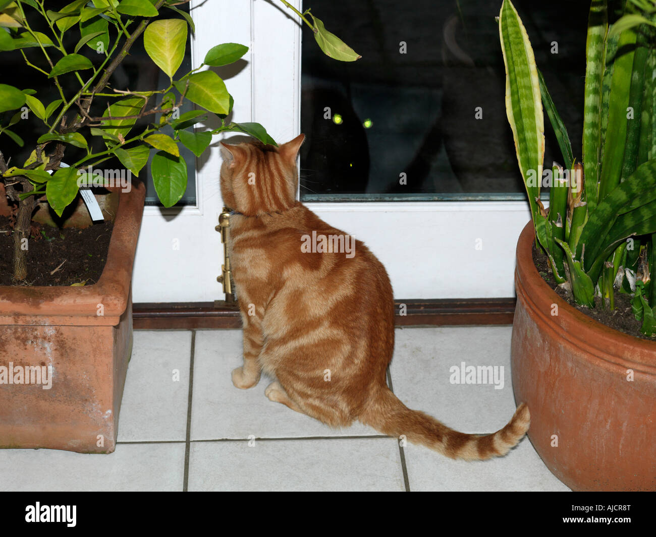 Two Cats One Inside and the Other Outside Waiting to Go Out Stock Photo ...