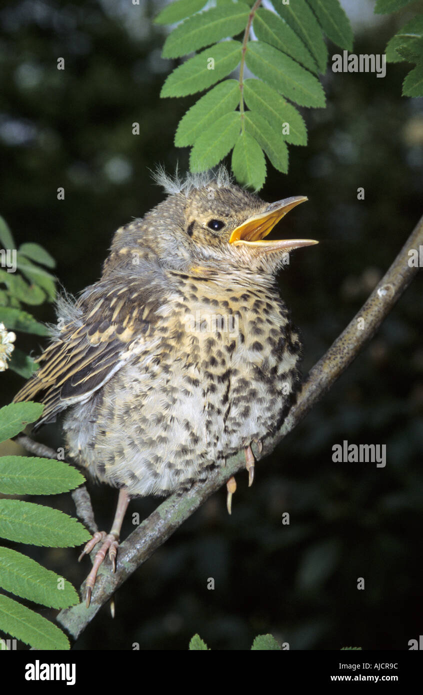 Young mistle thrush hi-res stock photography and images - Alamy