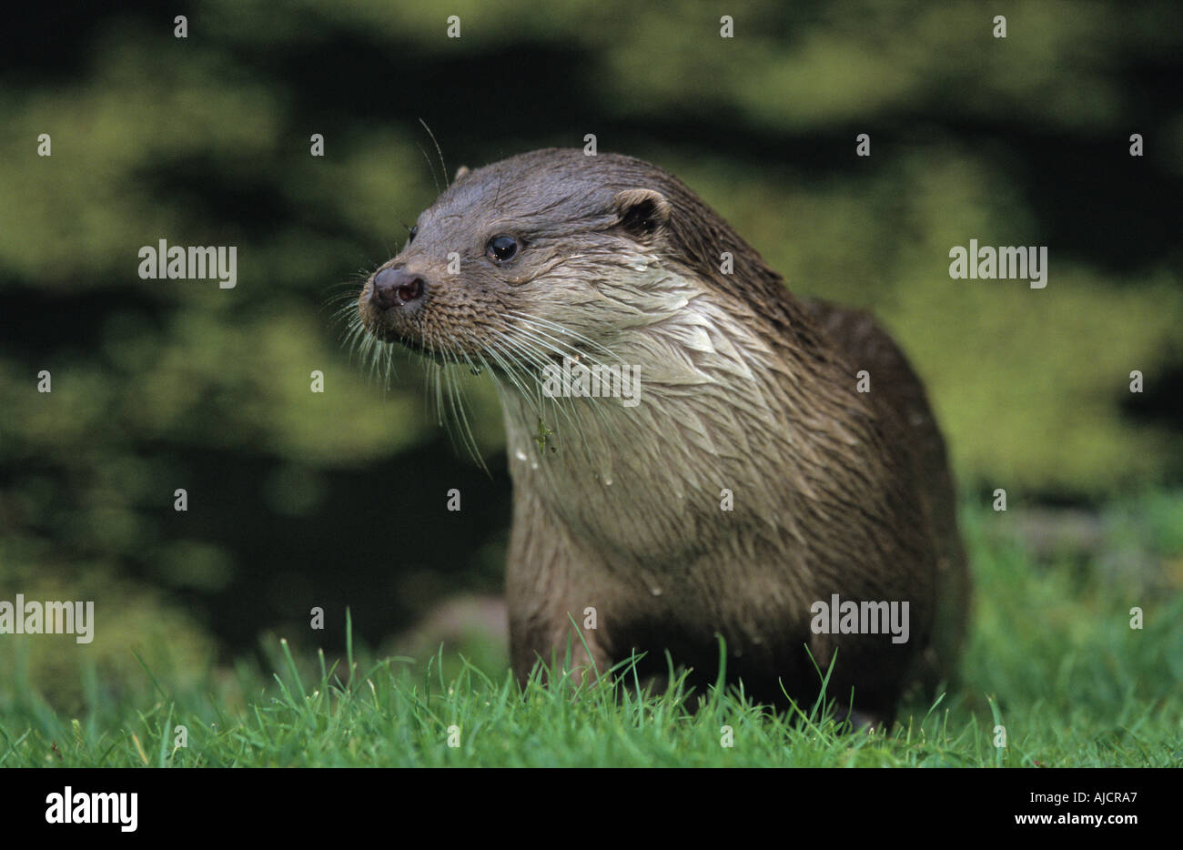 Eurasian Otter (Lutra lutra Stock Photo - Alamy