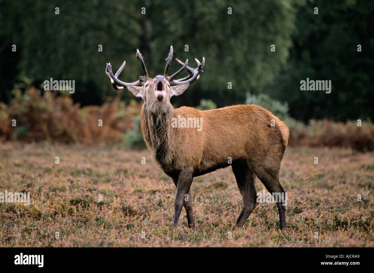 Rutting red deer hampshire hi-res stock photography and images - Alamy