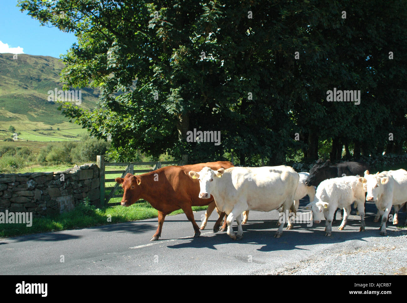 Herd of cows on the road in the village of Finny near the border of ...