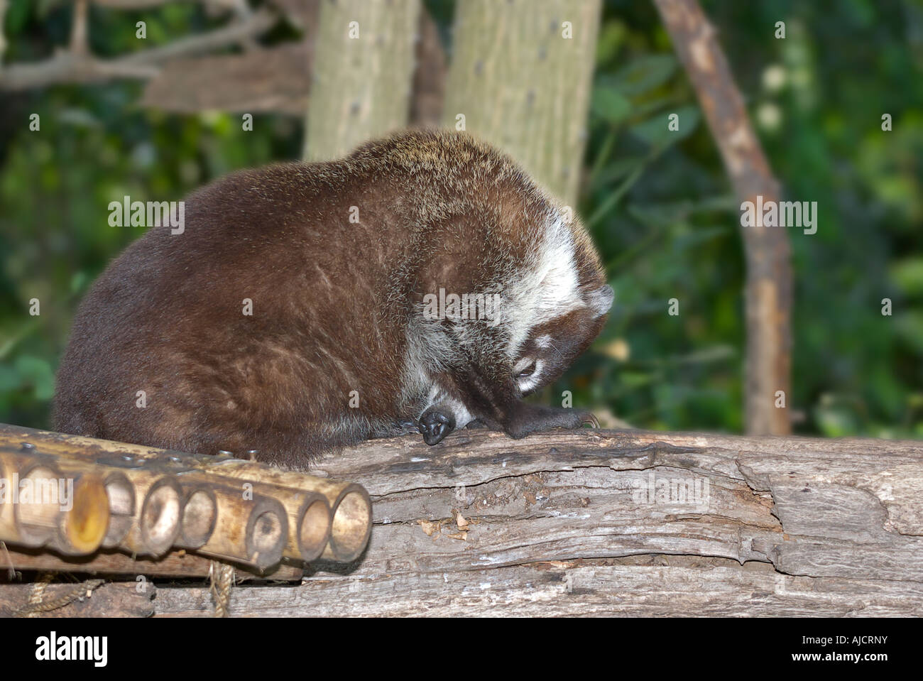 Asian bearcat hi-res stock photography and images - Alamy