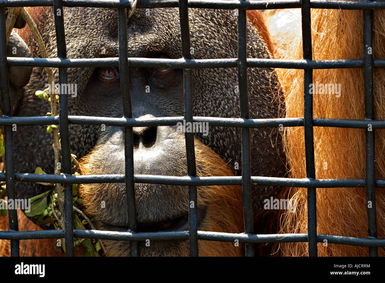 an orangutan ape peering out at the world from behind iron mesh cage ...