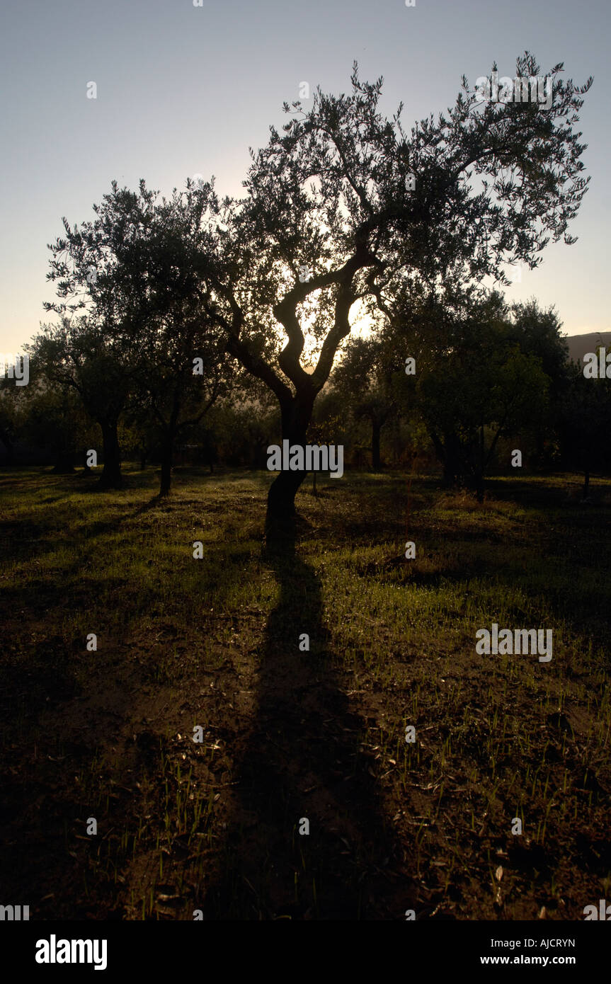 Olive grove in sunrise hi-res stock photography and images - Alamy