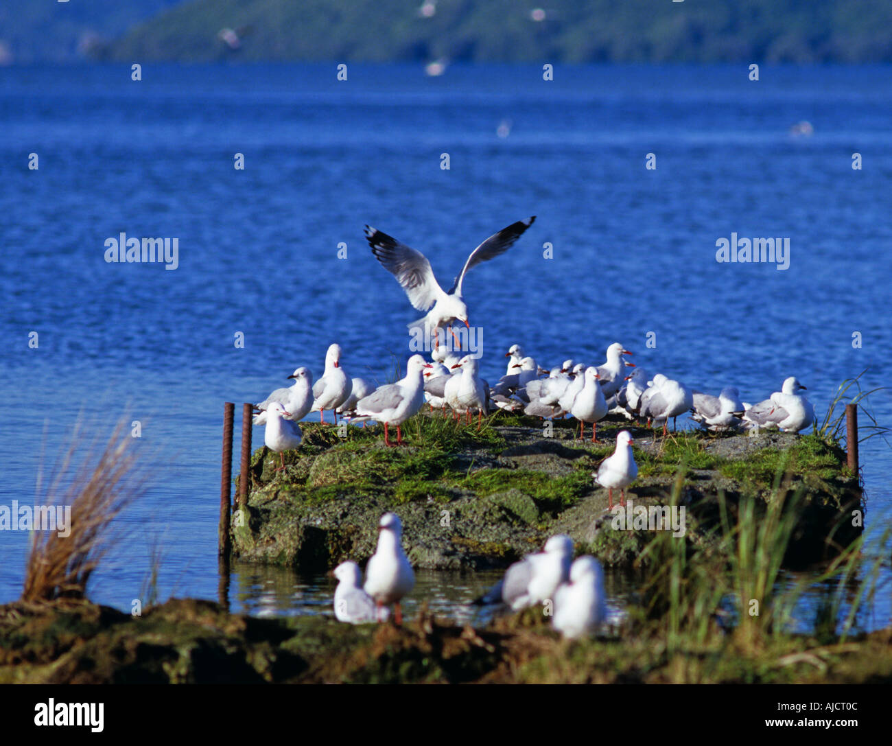 Flock seagulls birds new zealand hi-res stock photography and images ...