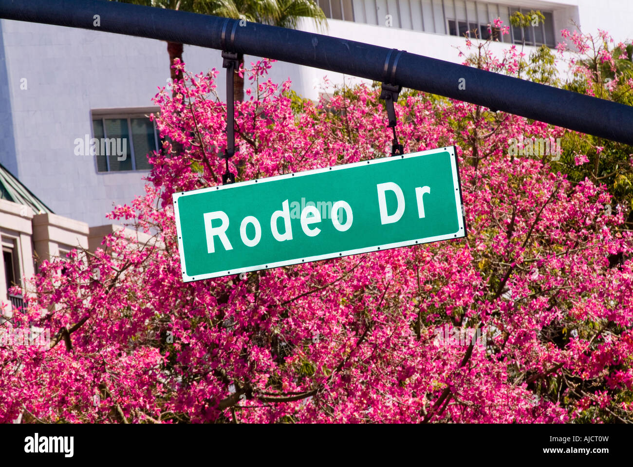 Rodeo Drive street sign with pink Chorisia tree blossom and branches in ...