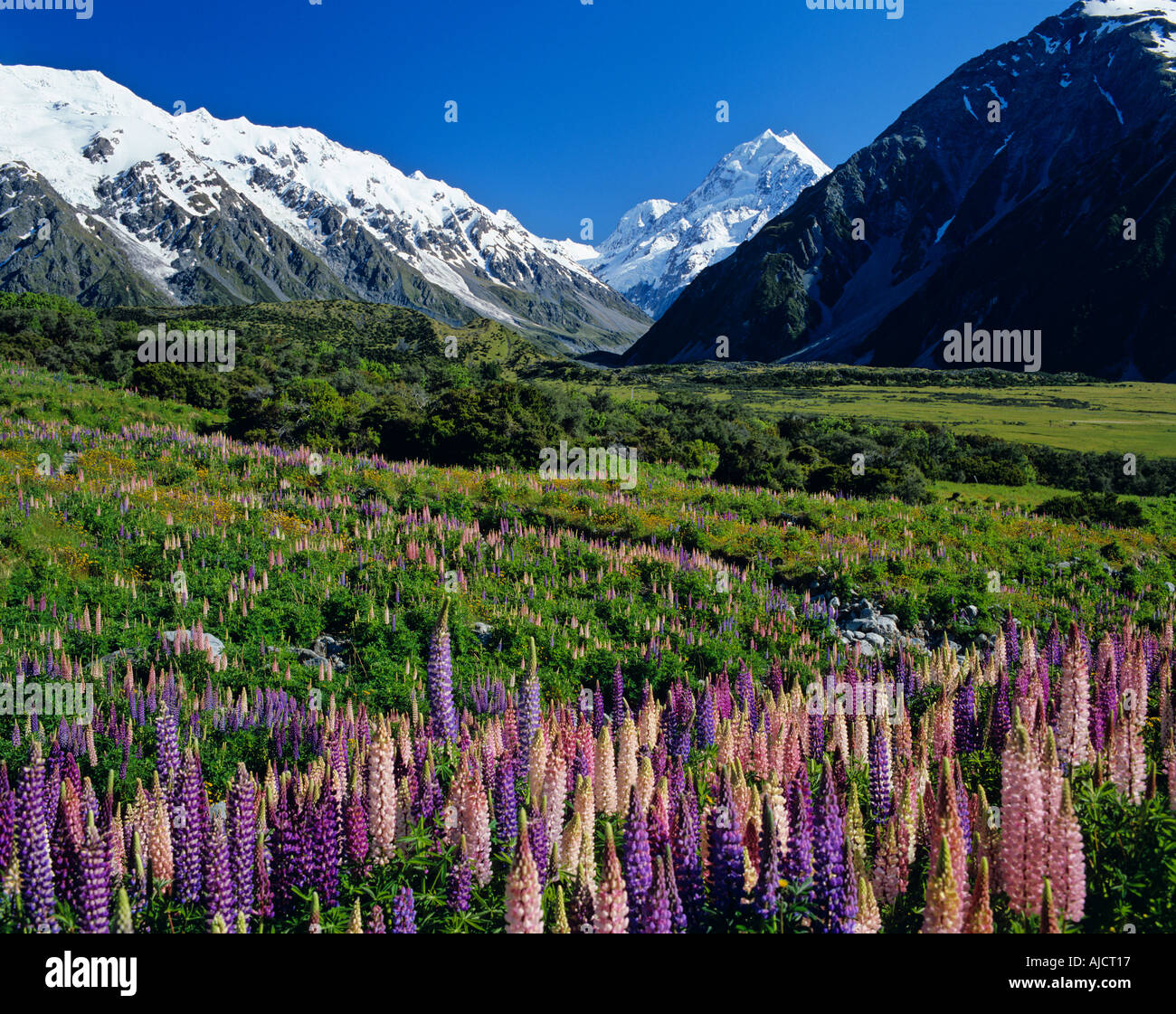 Lupins and mount cook hi-res stock photography and images - Alamy