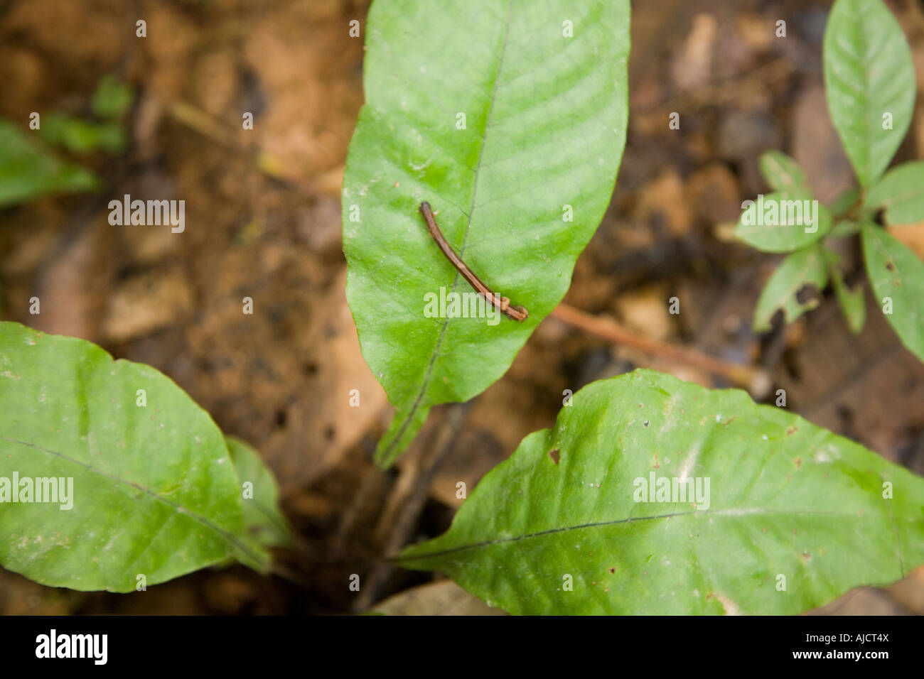 Leech Bite Stock Photos & Leech Bite Stock Images - Alamy