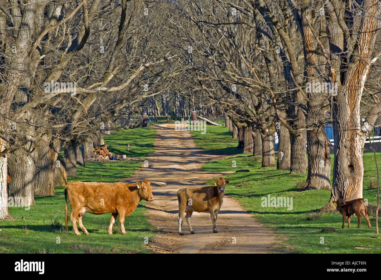 cows stand in the middle of the elm tree lined country road Stock Photo ...