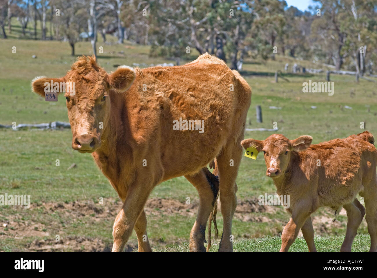 a mother cow and its calf walk along through a field Stock Photo - Alamy