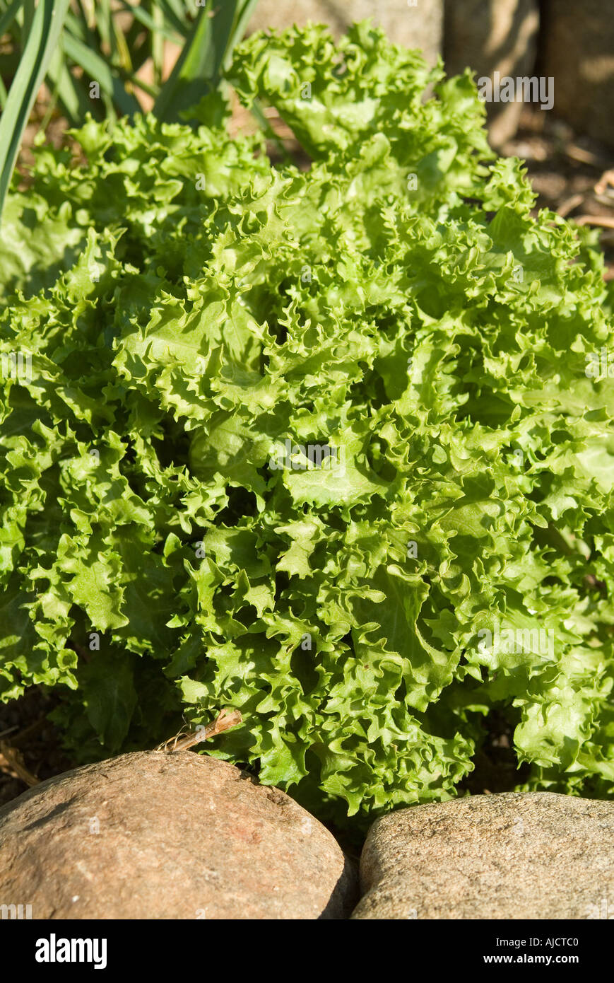 Endive plants hi-res stock photography and images - Alamy