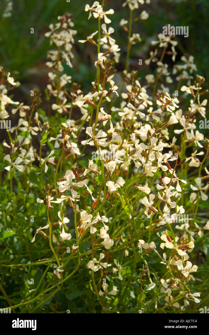 Growing rocket greens hi-res stock photography and images - Alamy
