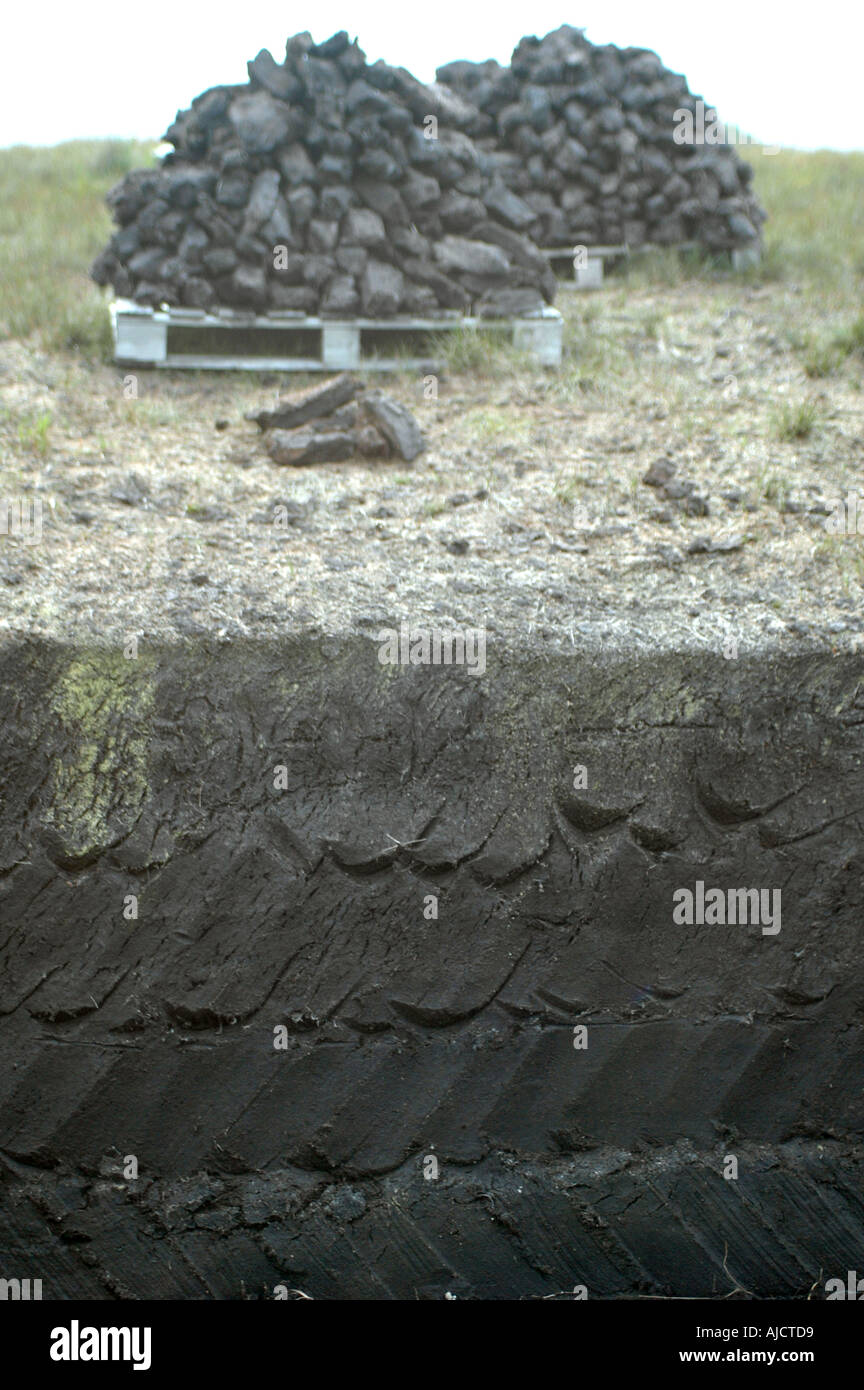 Cutting peat in a bog showing cutting face and drying peat Connemara ...
