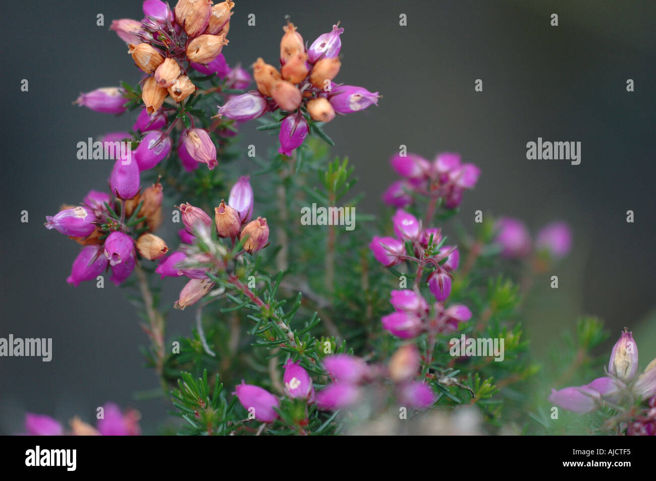 Bog heather Erica tetralix a plant native to peat bogs in Connemara ...
